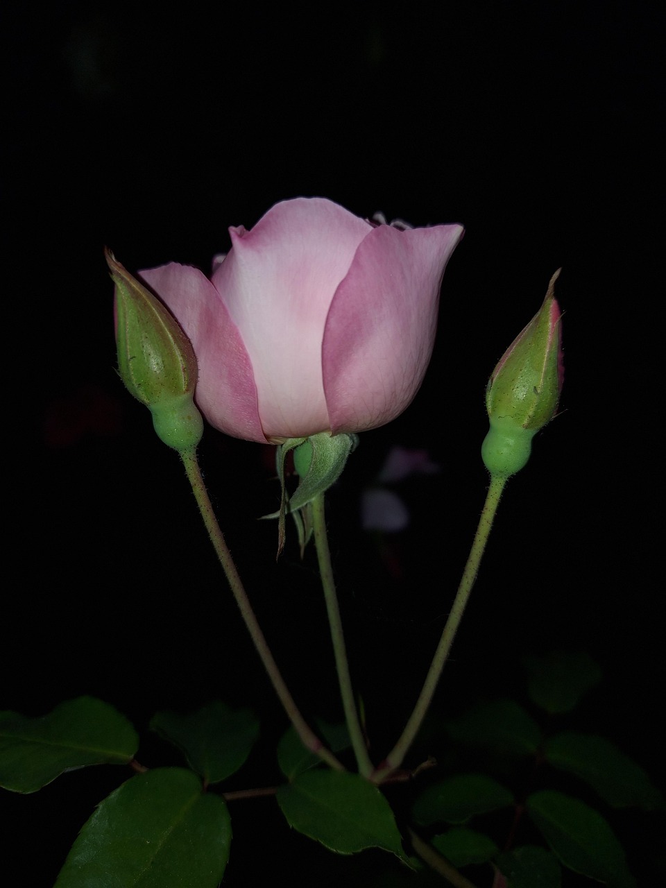 Rose Flower Pink To - Free photo on Pixabay - Pixabay