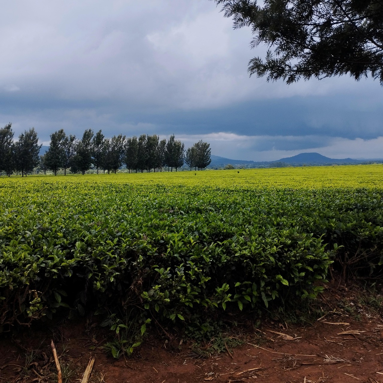 Nature Plantation Farm - Free photo on Pixabay - Pixabay