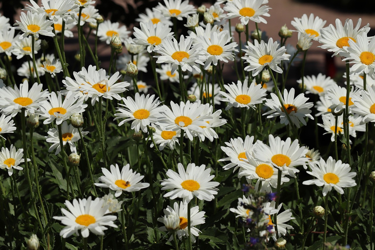 Daisies Pyrenean Daisy Blossom - Free photo on Pixabay - Pixabay