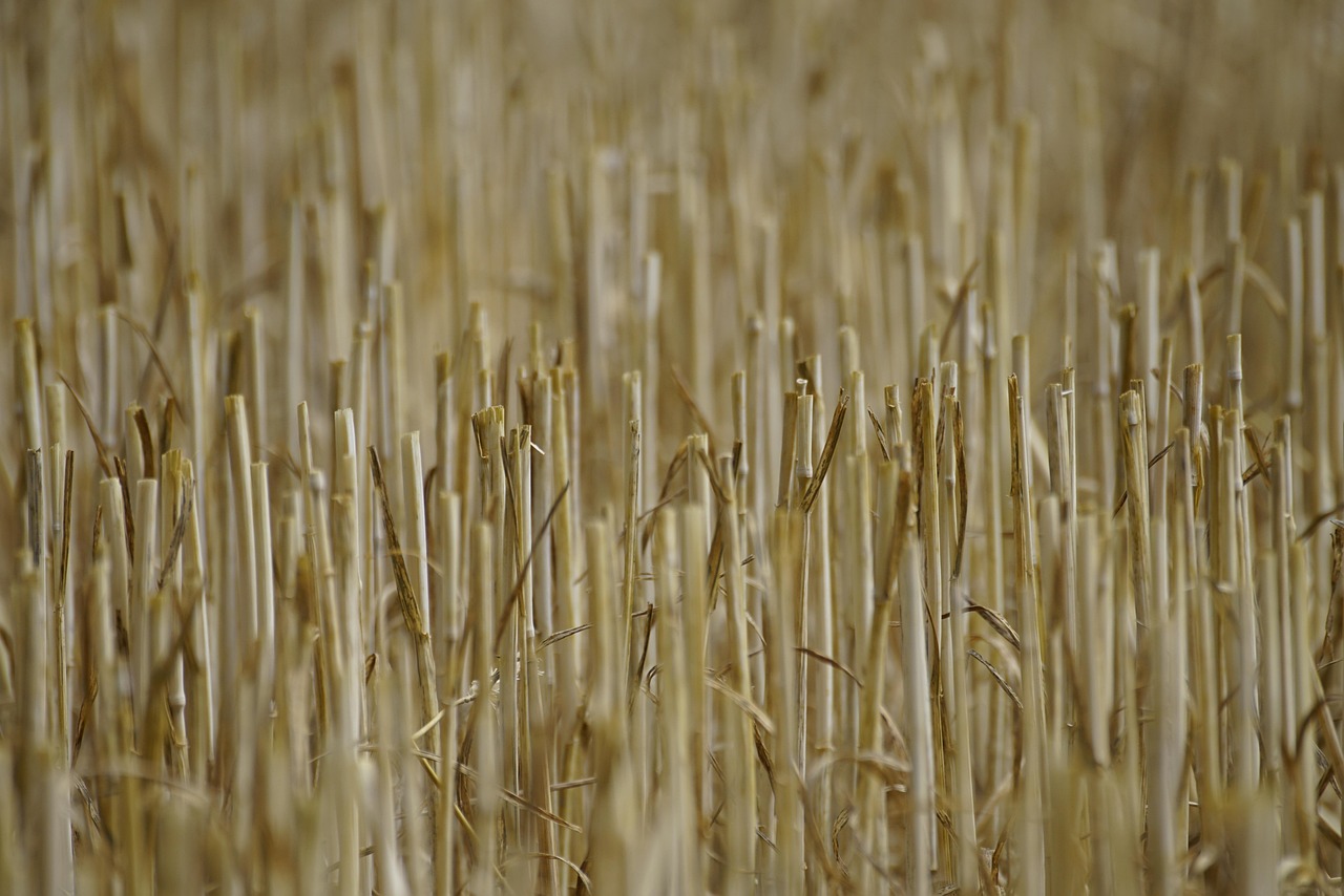 Field View Stubble - Free photo on Pixabay