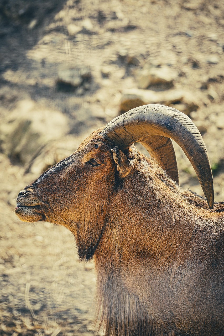Maned Sheep Animal - Free photo on Pixabay