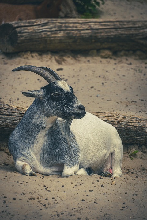 Cabra Pigmeu Anã Camaronesa - Foto gratuita no Pixabay - Pixabay