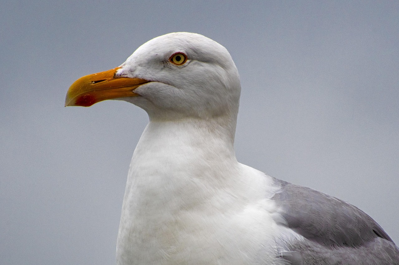 Seagull Bird Animal - Free photo on Pixabay - Pixabay