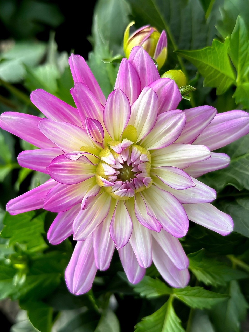 Kukka Vaaleanpunainen Dahlia - Ilmainen valokuva Pixabayssa - Pixabay