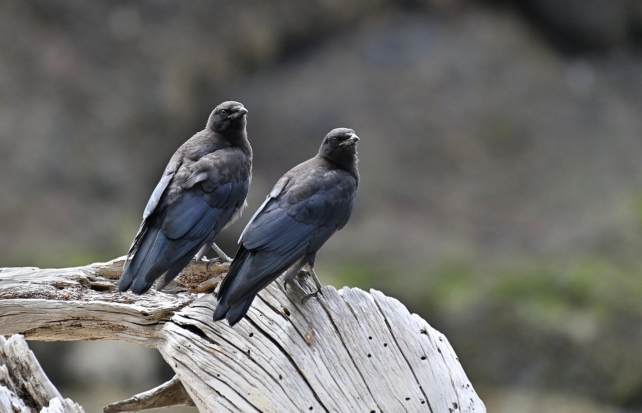 Plus de 3 000 images de Corbeaux et de Des Oiseaux - Pixabay