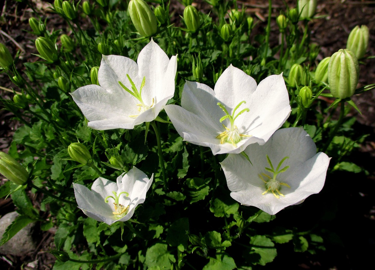 Balonowy Kwiat Kwiaty Flora - Darmowe zdjęcie na Pixabay