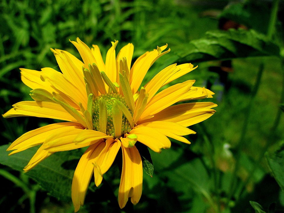 金色的太阳花 花 植物群 - Pixabay上的免费照片 - Pixabay