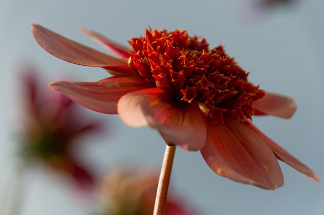 Flor Pétalos Planta - Foto gratis en Pixabay - Pixabay