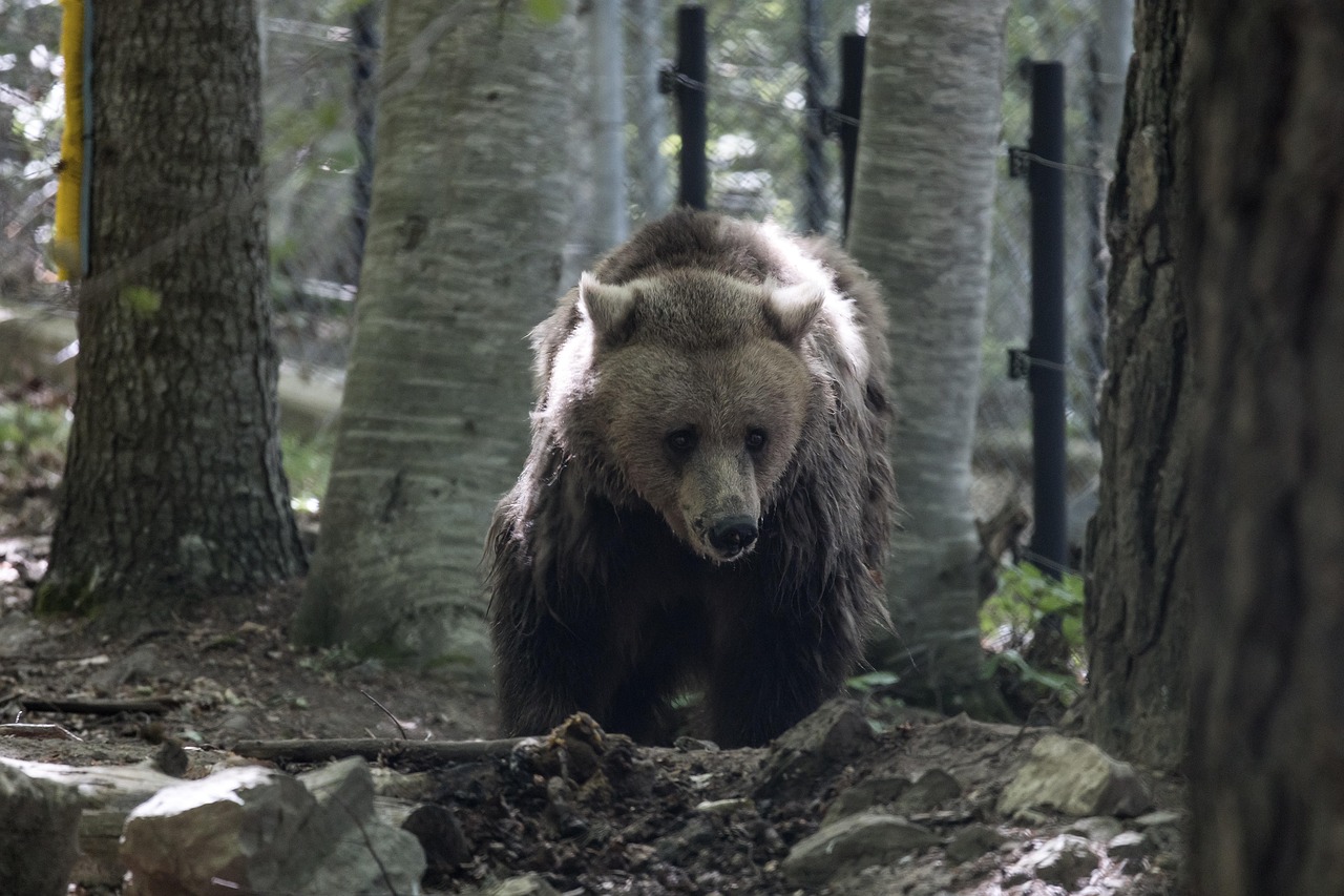 Urso Animal Animais Selvagens - Foto gratuita no Pixabay - Pixabay
