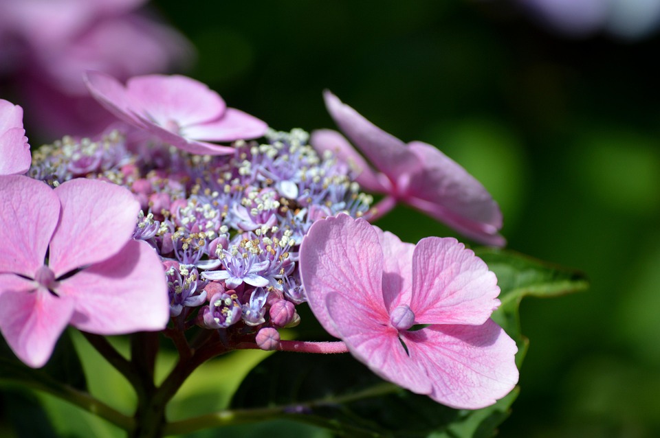 Hydrangea Plate - Free photo on Pixabay - Pixabay