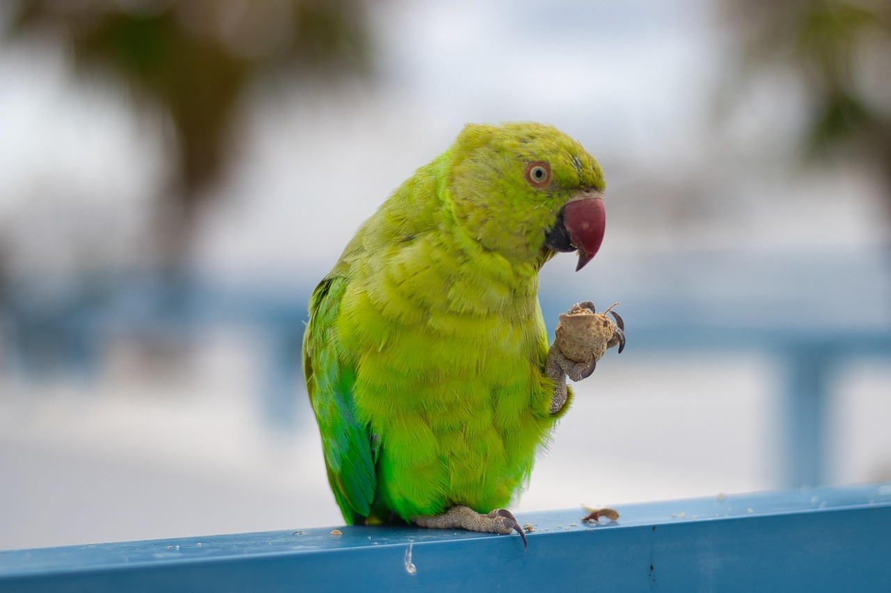 Lanzarote Perroquet Oiseau - Photo gratuite sur Pixabay - Pixabay