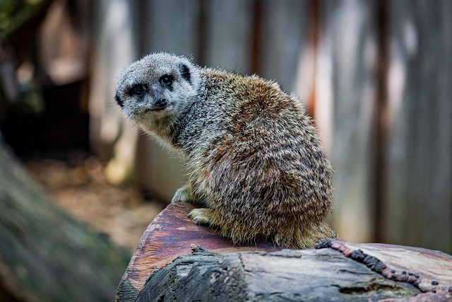 Animal Meerkat Mammal - Free photo on Pixabay - Pixabay