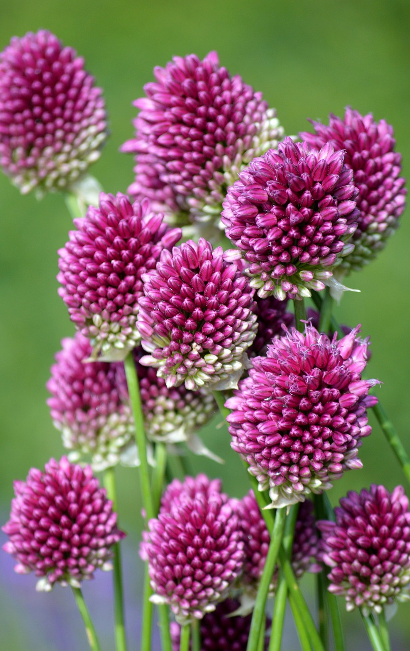 Allium Flower Spherocephalon - Free photo on Pixabay - Pixabay