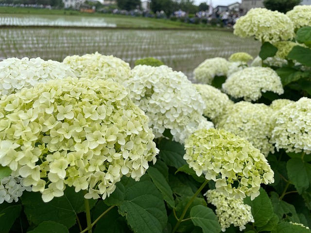 Hydrangea Flowers White Flower - Free photo on Pixabay - Pixabay Hydrangea Flowers White Flower - Free photo on Pixabay - Pixabay