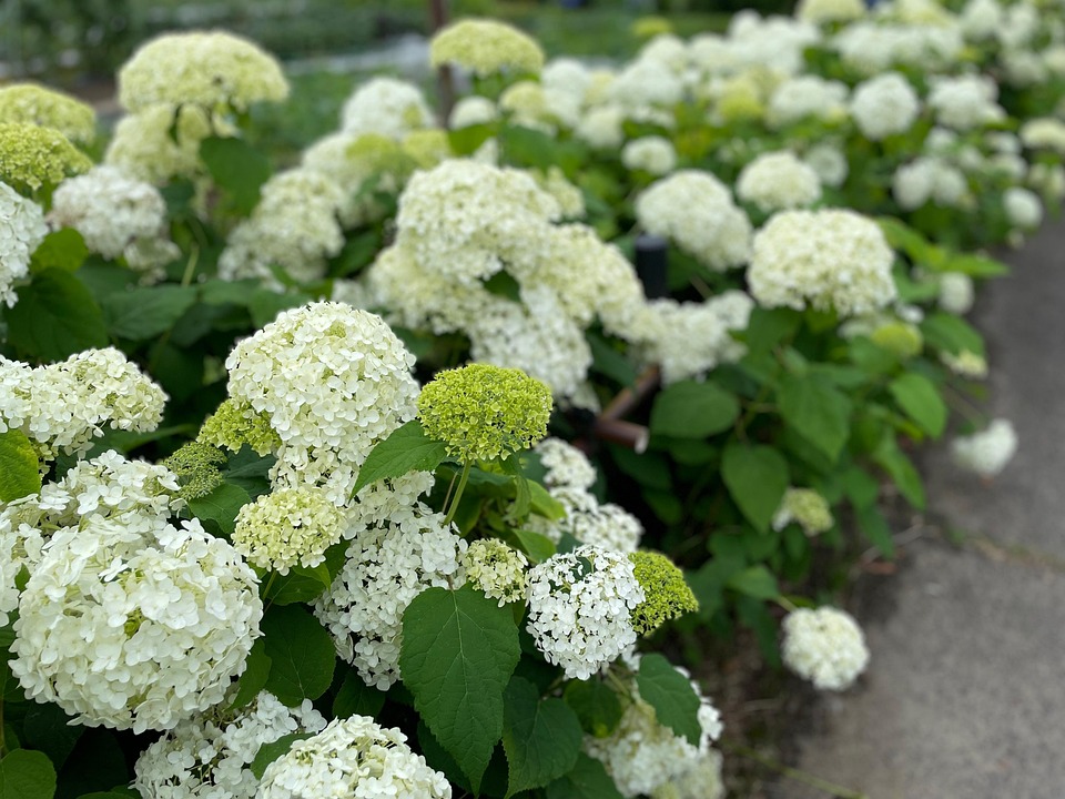 Hydrangea White Flower Flowers - Free photo on Pixabay - Pixabay Hydrangea White Flower Flowers - Free photo on Pixabay - Pixabay