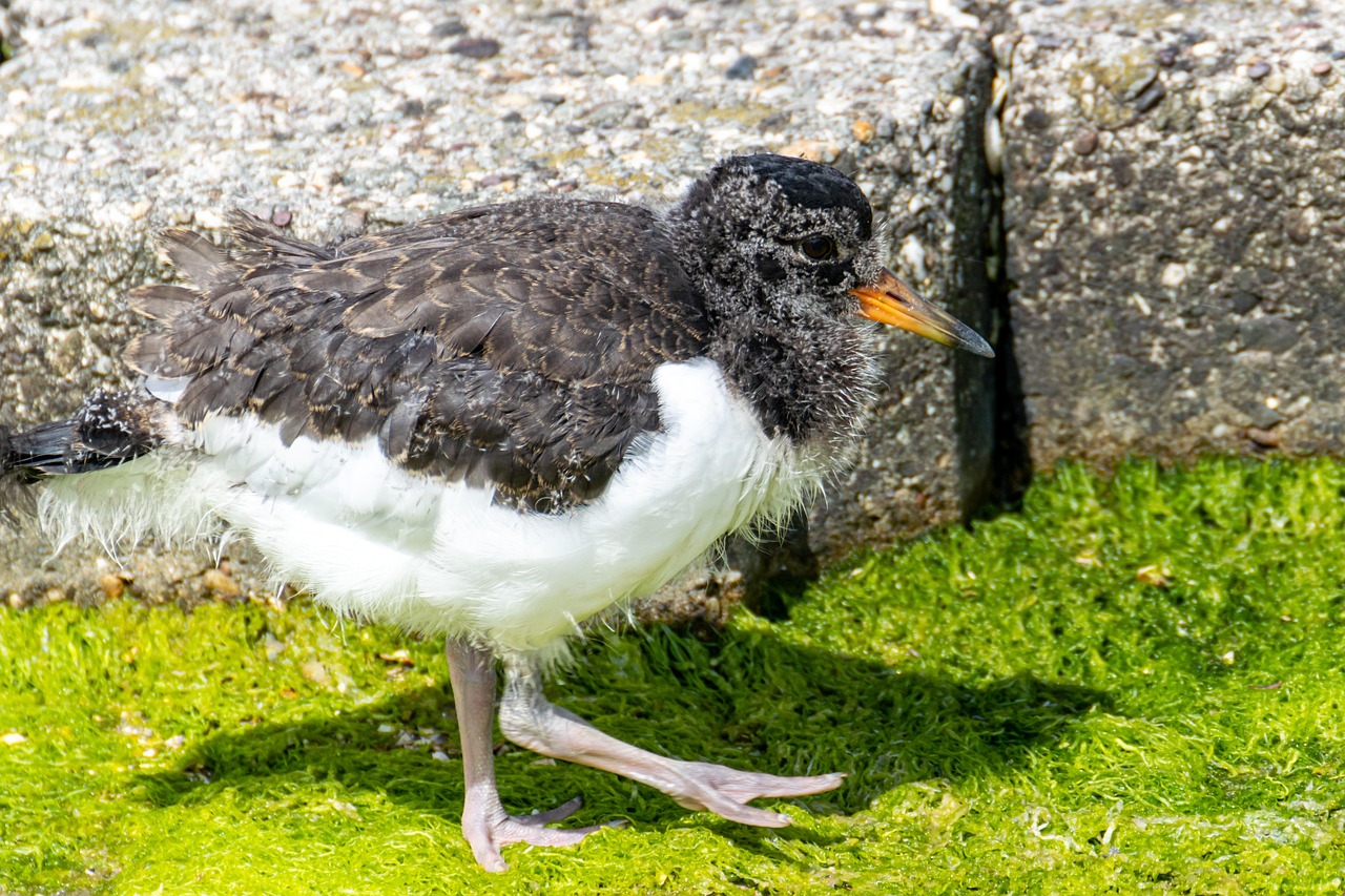 Bird Ornithology Oystercatcher - Free photo on Pixabay