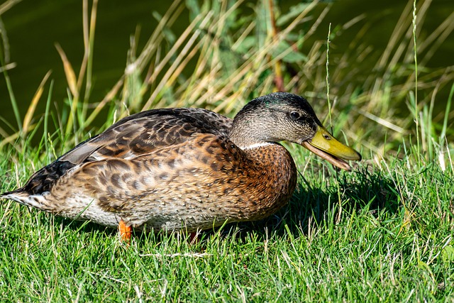Burung Bebek Mallard - Foto gratis di Pixabay - Pixabay