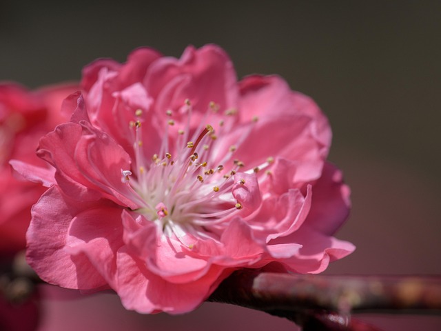 Fleur De La Pêche Pétale Étamine - Photo gratuite sur Pixabay - Pixabay