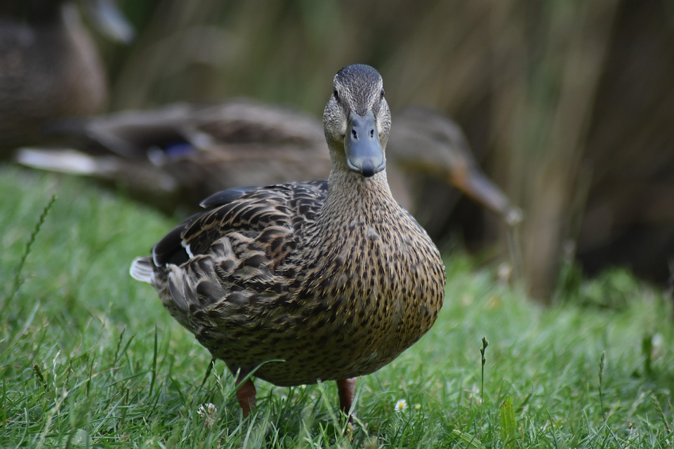Duck Bird Animal - Free photo on Pixabay
