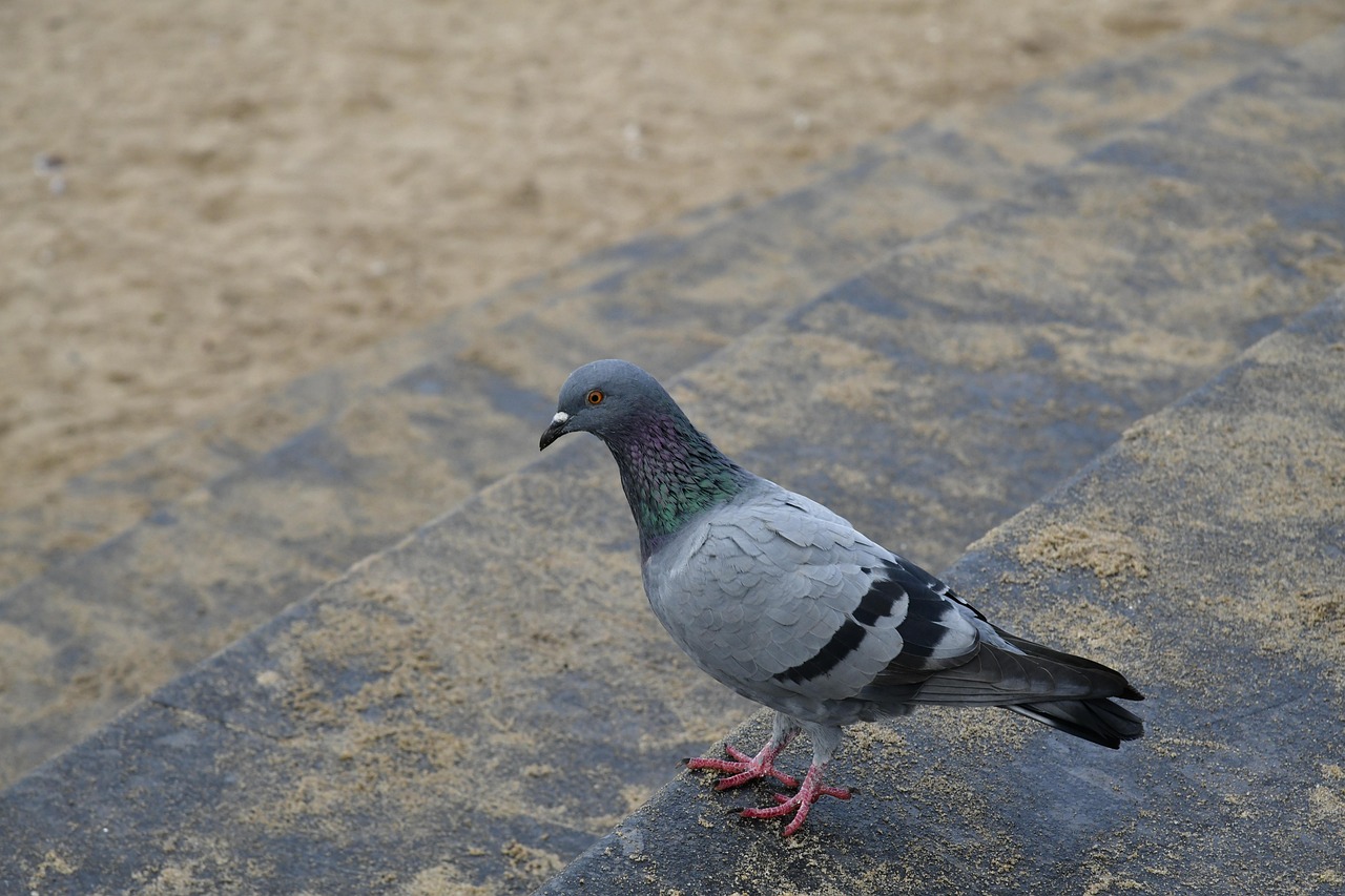 Pigeon Bird Beach - Free photo on Pixabay