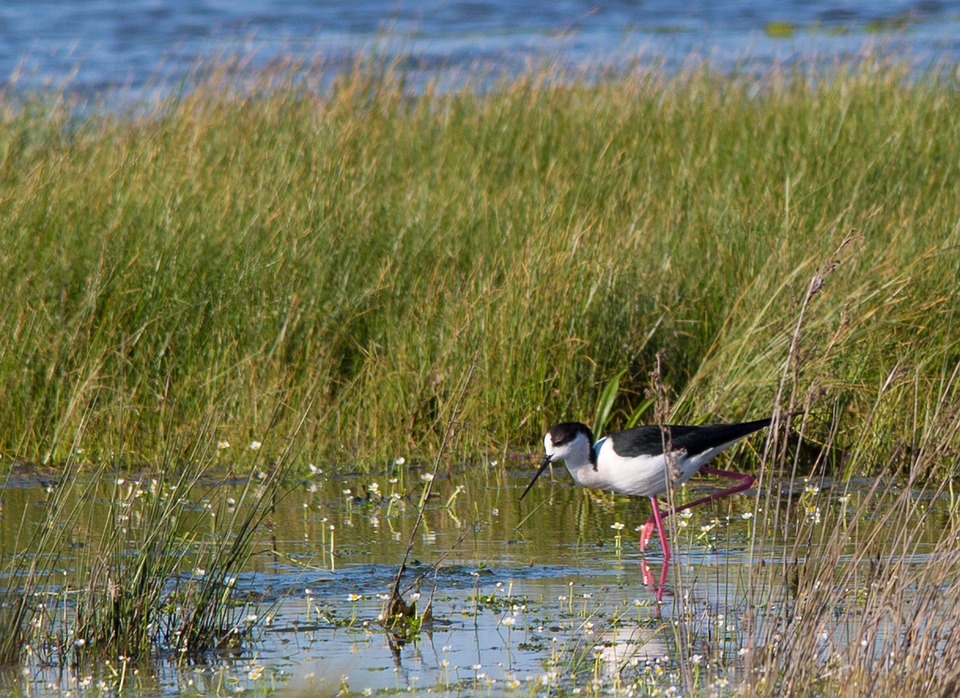 White Wader Birds - Free photo on Pixabay - Pixabay