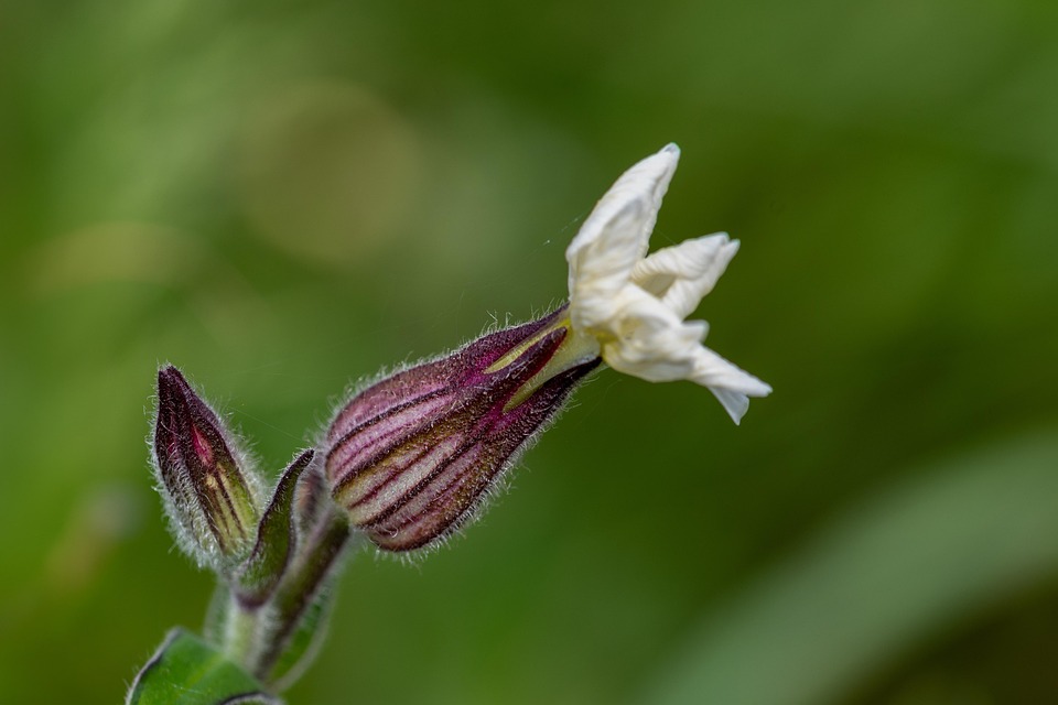 Flor Campão Branco Brotando - Foto gratuita no Pixabay - Pixabay