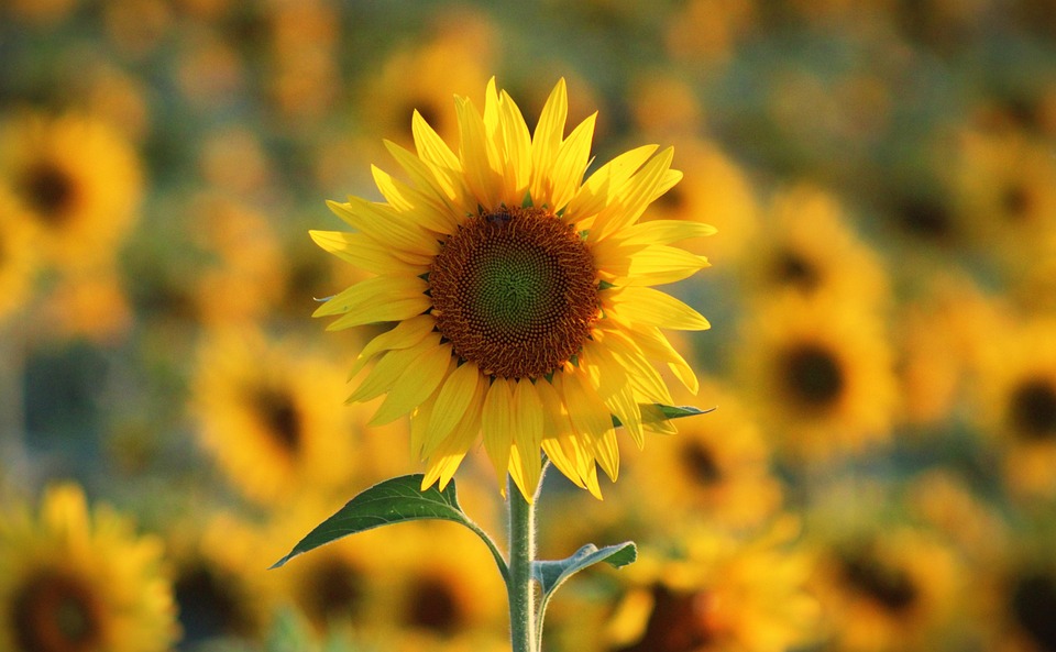 Sonnenblume Gelbe Blume Sommer - Kostenloses Foto auf Pixabay