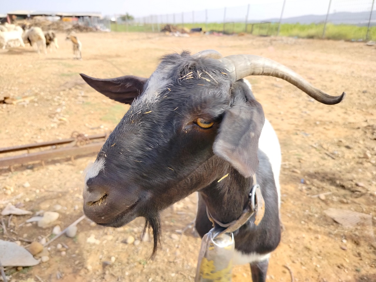 Chèvre Animal Ruminant - Photo gratuite sur Pixabay - Pixabay
