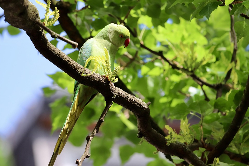 Parakeet Ring Necked Free Photo On Pixabay Pixabay