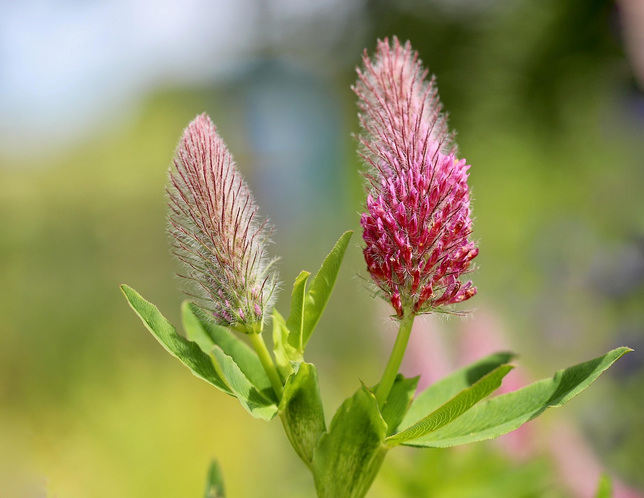 300,000+ Free Clover Wallpaper & Clover Images - Pixabay