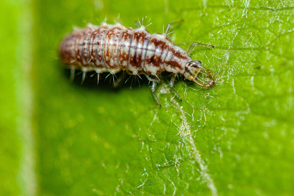 Larva Makro Kahverengi - Pixabay'de ücretsiz fotoğraf - Pixabay