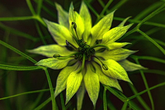 Green Flower Artistic - Free photo on Pixabay