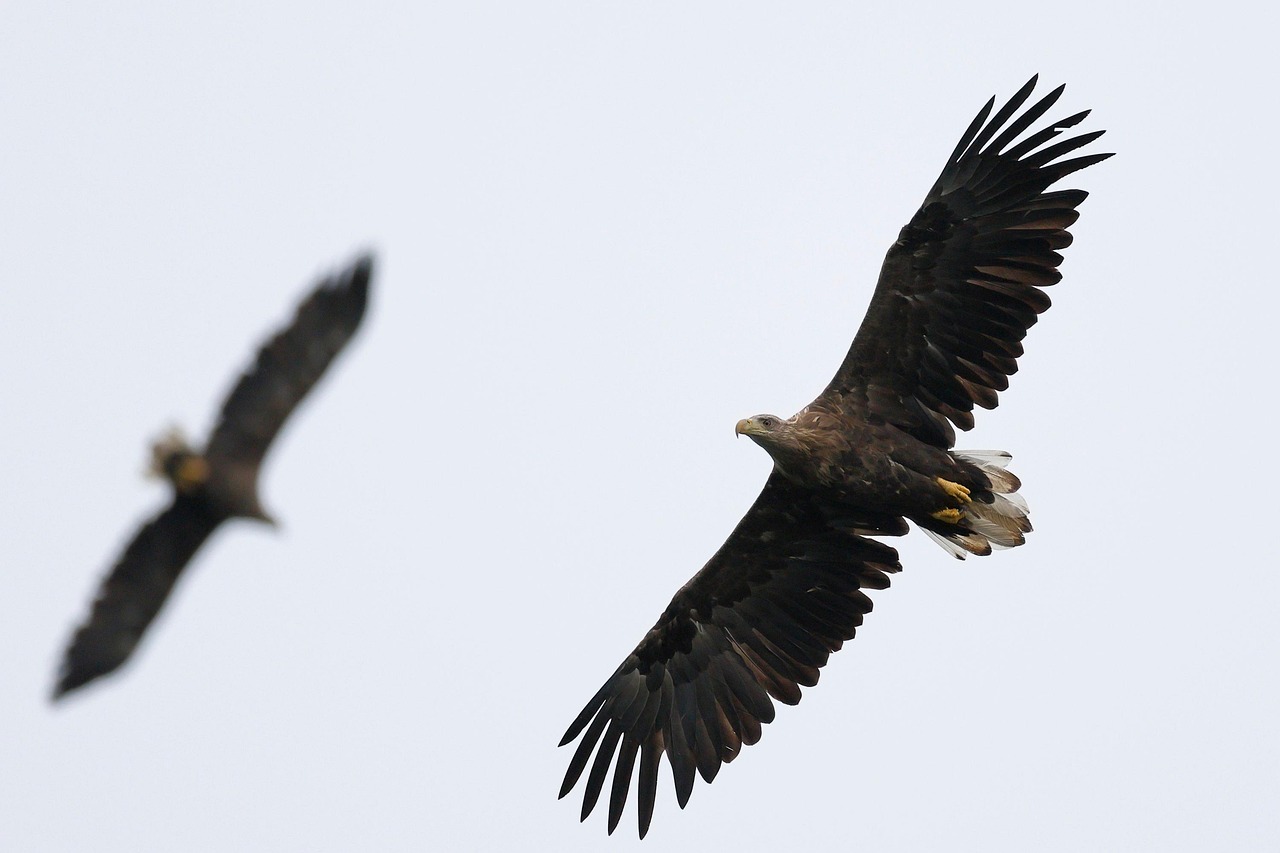 White-Tailed Eagles Birds - Free photo on Pixabay - Pixabay