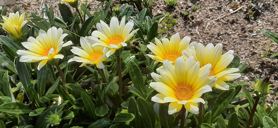 Flowers Beautiful Natural - Free photo on Pixabay - Pixabay