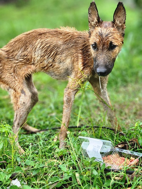 Cães Animal Desnutrido - Foto gratuita no Pixabay