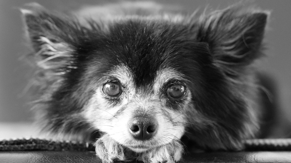 Dog Chihuahua Paw Print - Free photo on Pixabay