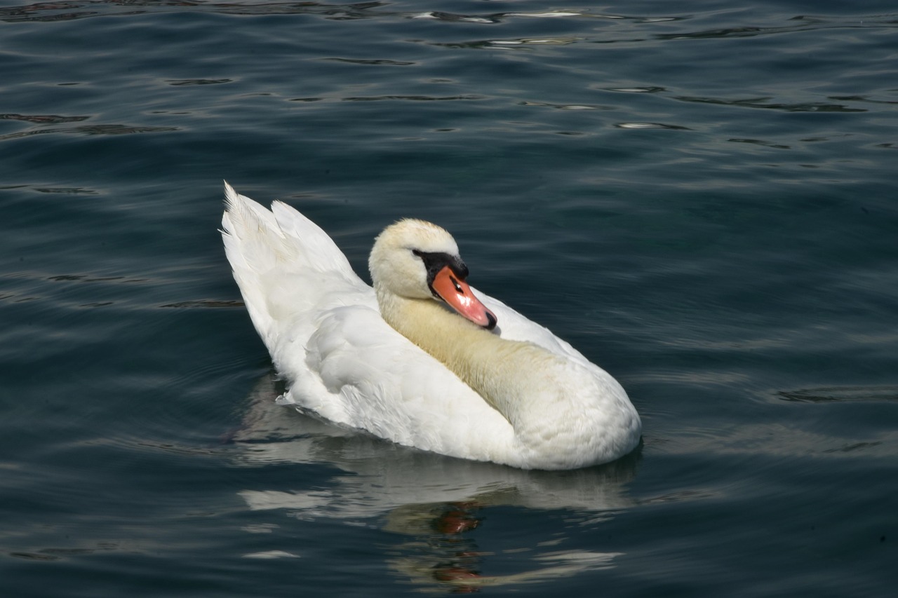 10,000+ Free Swan & Nature Images - Pixabay