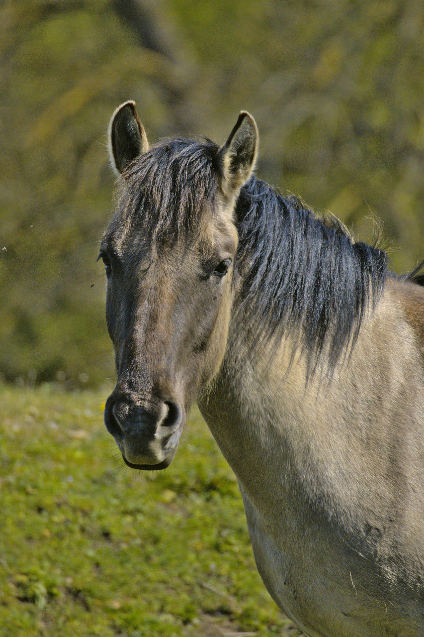 Horse Konik Animal Wild - Free photo on Pixabay - Pixabay