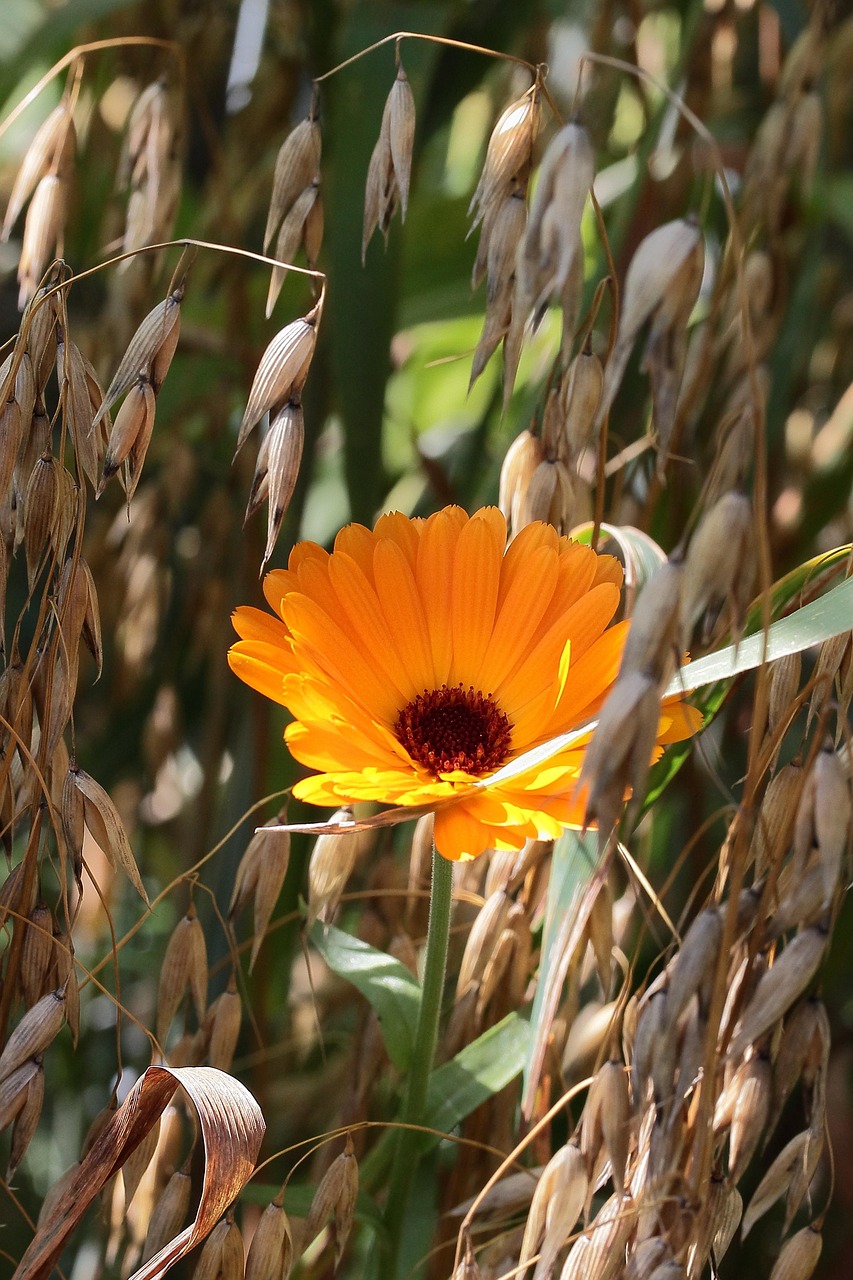 Oats Grain Ripe - Free photo on Pixabay - Pixabay