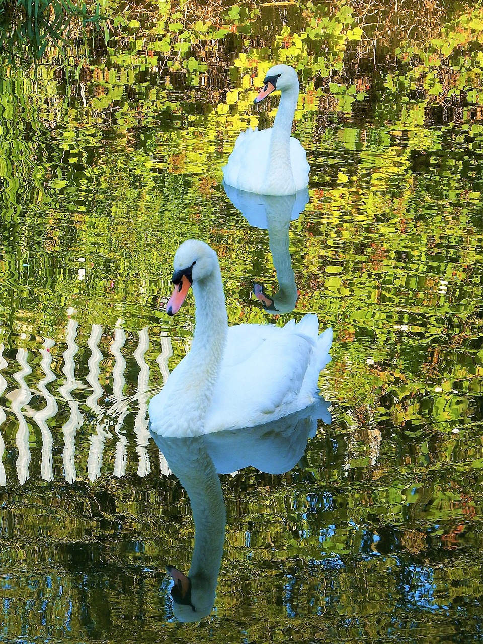 Swans Bird Nature - Free photo on Pixabay - Pixabay