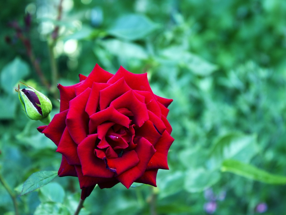 Rose Fleur Plante - Photo gratuite sur Pixabay - Pixabay