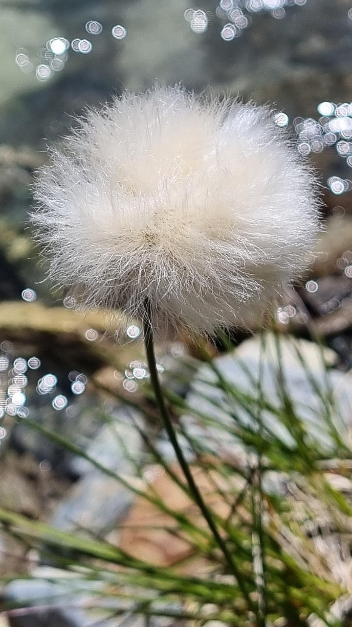 Puuvillainen Ruoho Luonto Kukka - Ilmainen valokuva Pixabayssa - Pixabay