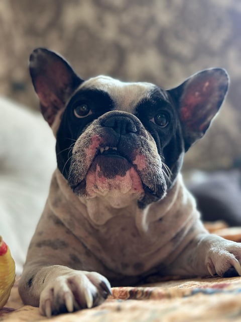 Anjing Perancis Bulldog Orang - Foto gratis di Pixabay - Pixabay