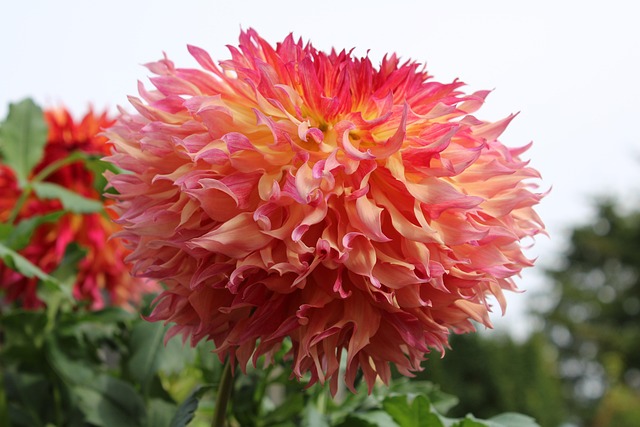 Dália Flor Bloom - Foto gratuita no Pixabay - Pixabay
