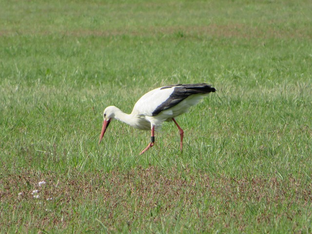 Stork Bird Depression - Free photo on Pixabay - Pixabay