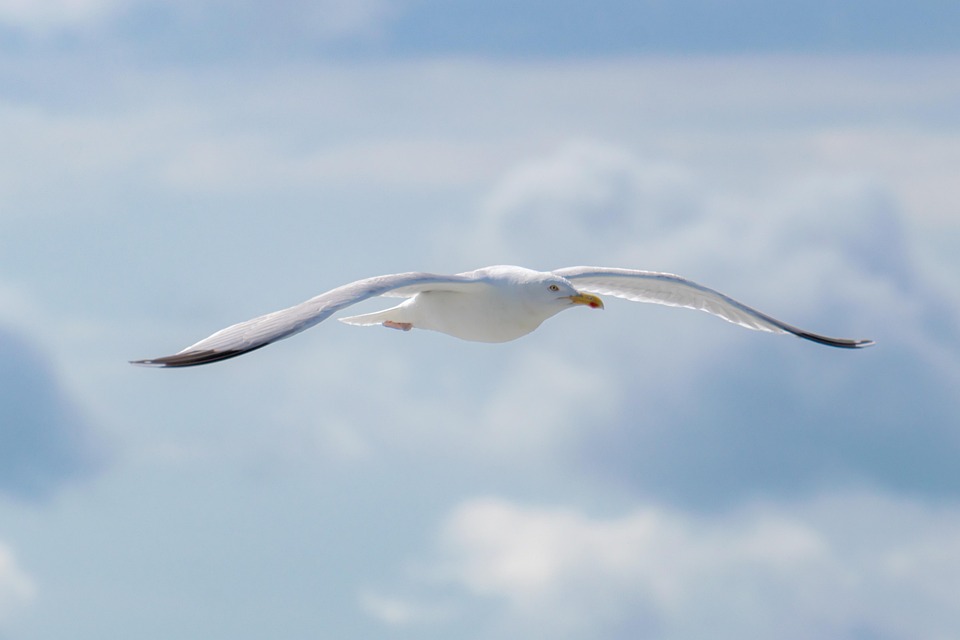 Gull Herring Flying Bird - Free photo on Pixabay - Pixabay
