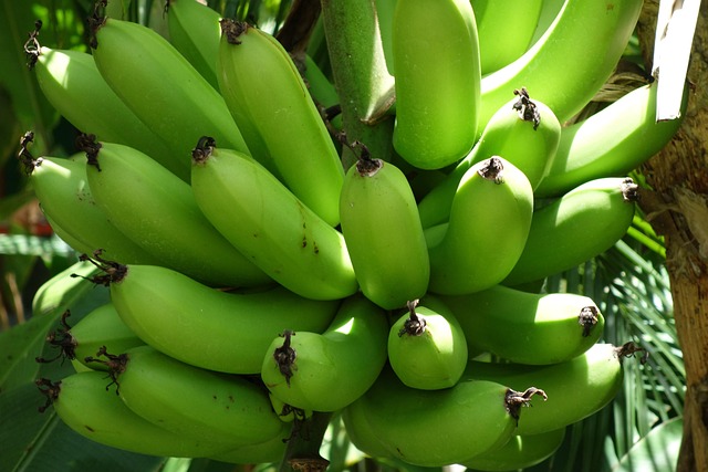 Banane Fruit Biologique - Photo gratuite sur Pixabay - Pixabay