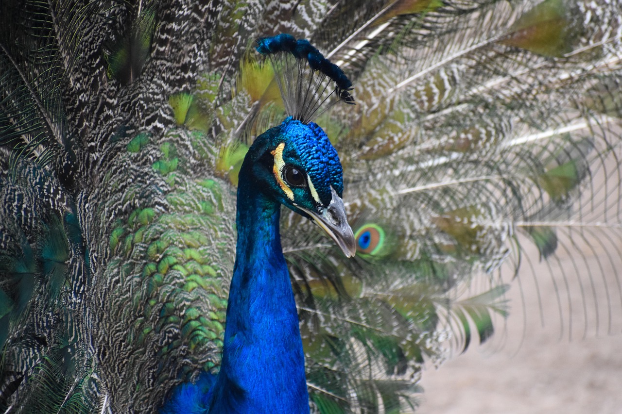 Download Bird Peacock Ornithology Royalty Free Stock Illustration Image Pixabay