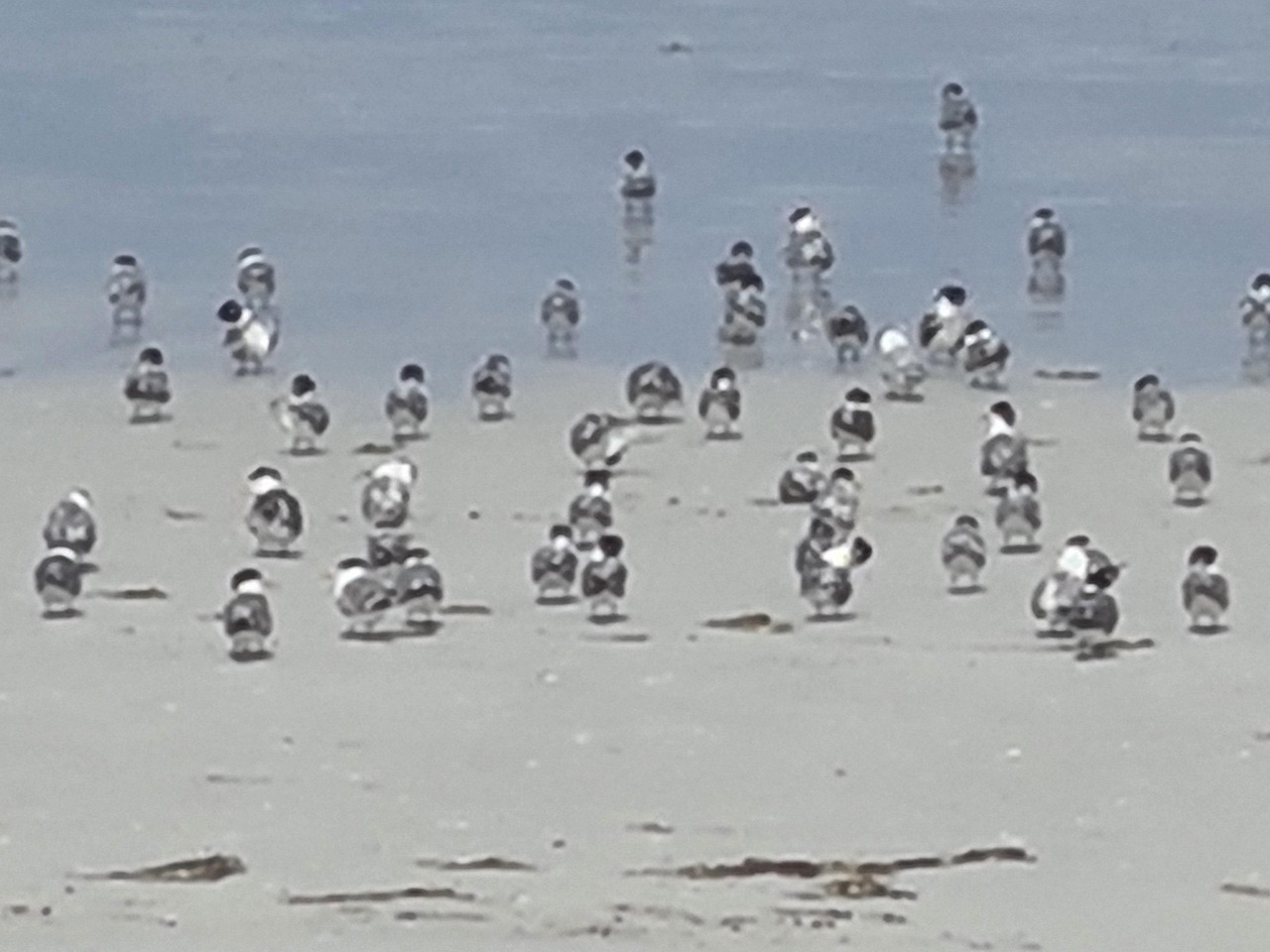 Aves Playa Naturaleza Fauna - Foto gratis en Pixabay - Pixabay