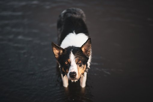 Border Collie Dog Animal - Free photo on Pixabay